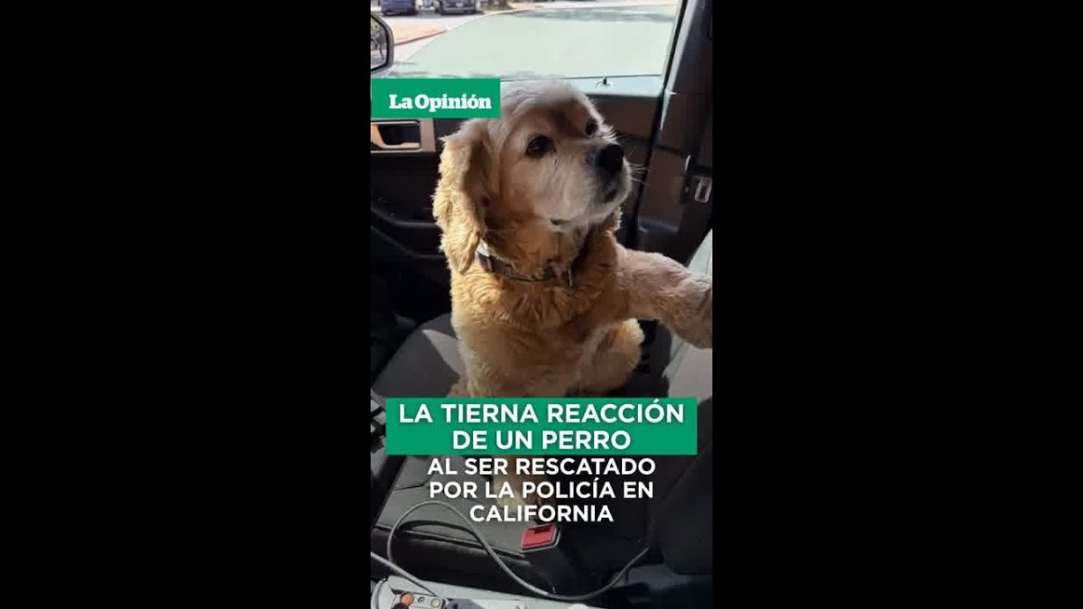 La tierna reacción de un perro al ser rescatado por la policía en ...