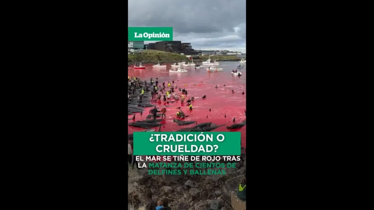 Denuncian la brutal matanza de 700 delfines en las Islas Feroe / La ...